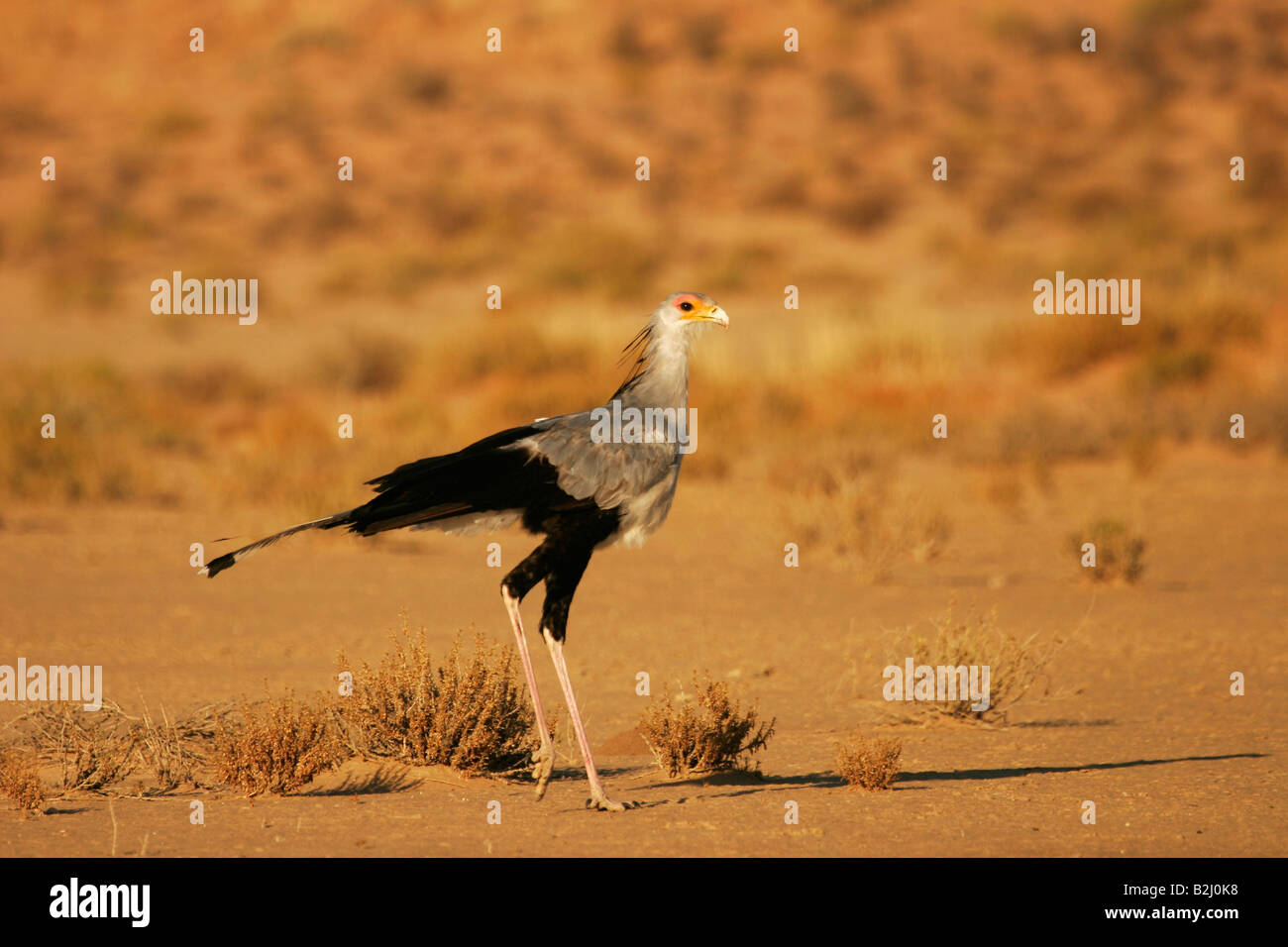 Secretary Bird Sagittarius serpentarius bird of prey raptor Stock Photo ...