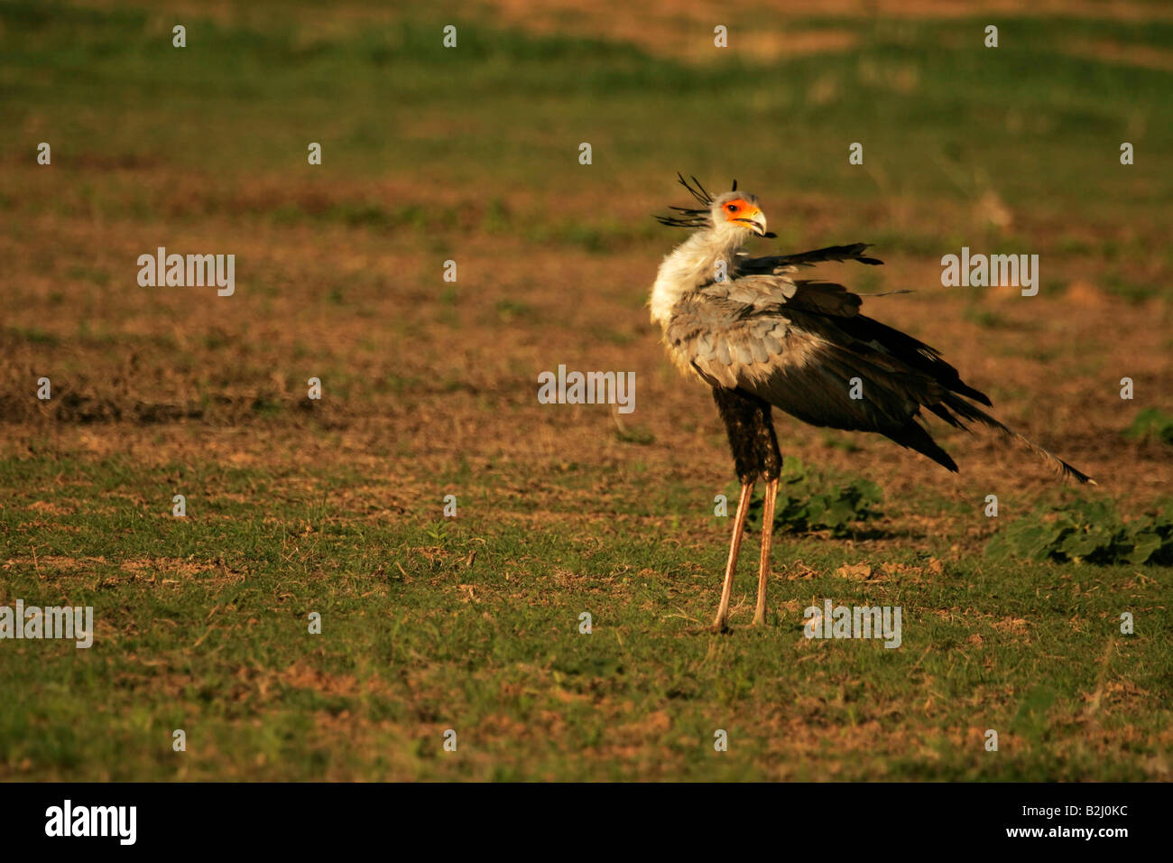 Secretary Bird Sagittarius serpentarius bird of prey raptor Stock Photo ...