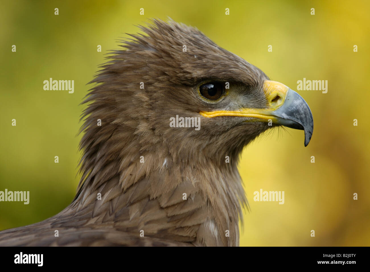 Asian raptor hi-res stock photography and images - Alamy