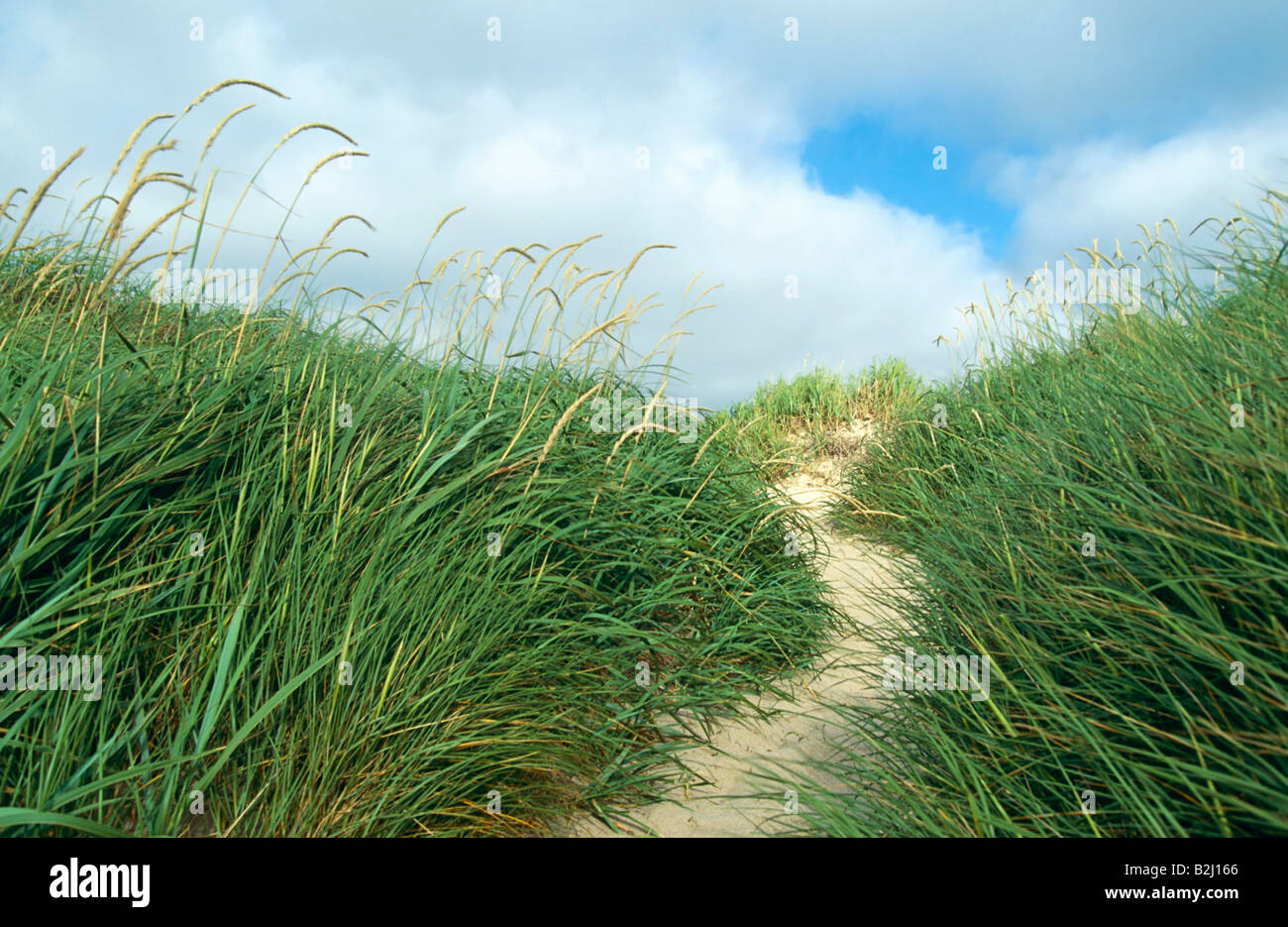 dunes dune landscape sylt north frisia north frisan island schleswig ...