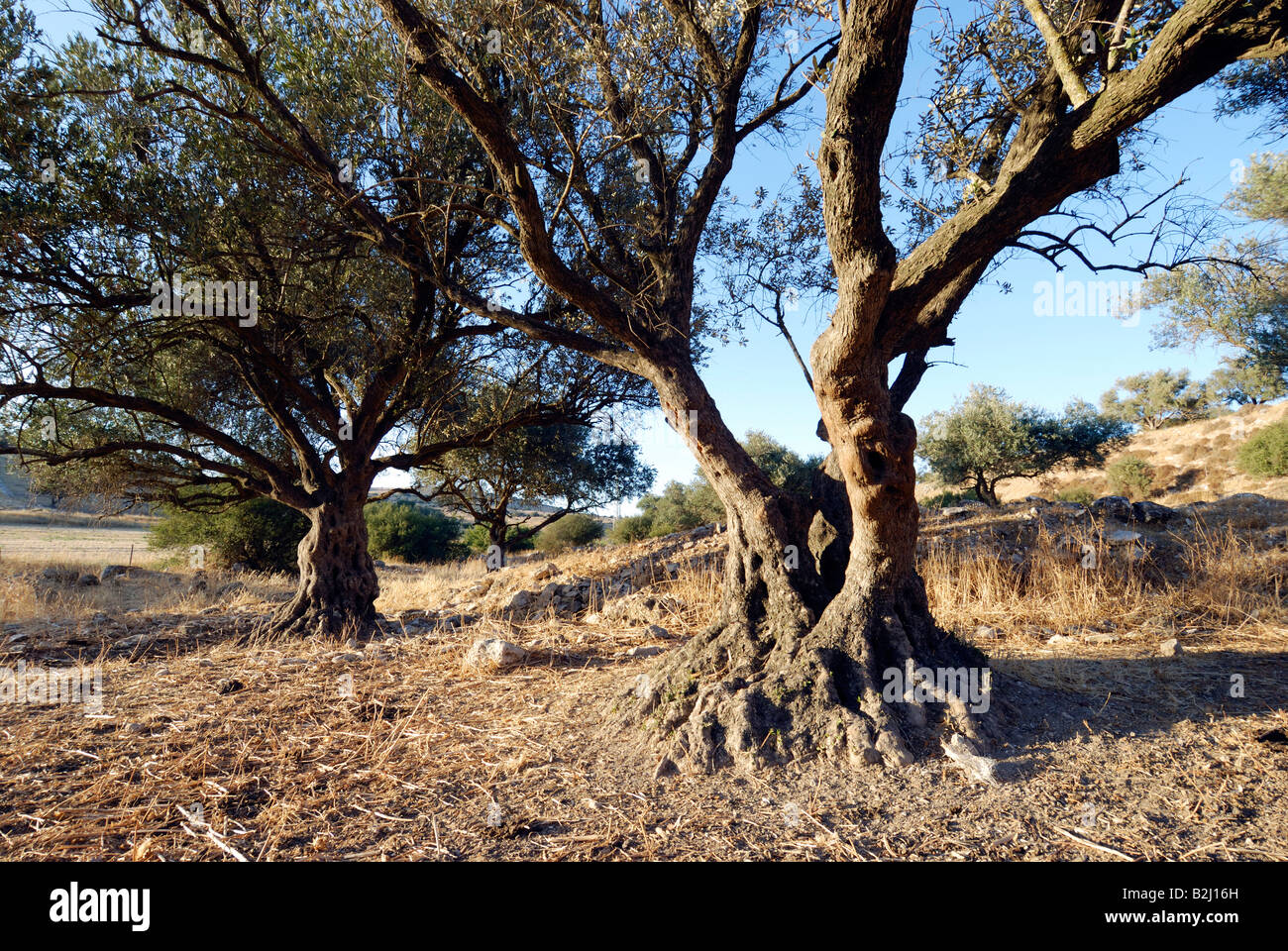 Trunk olive tree hi-res stock photography and images - Alamy