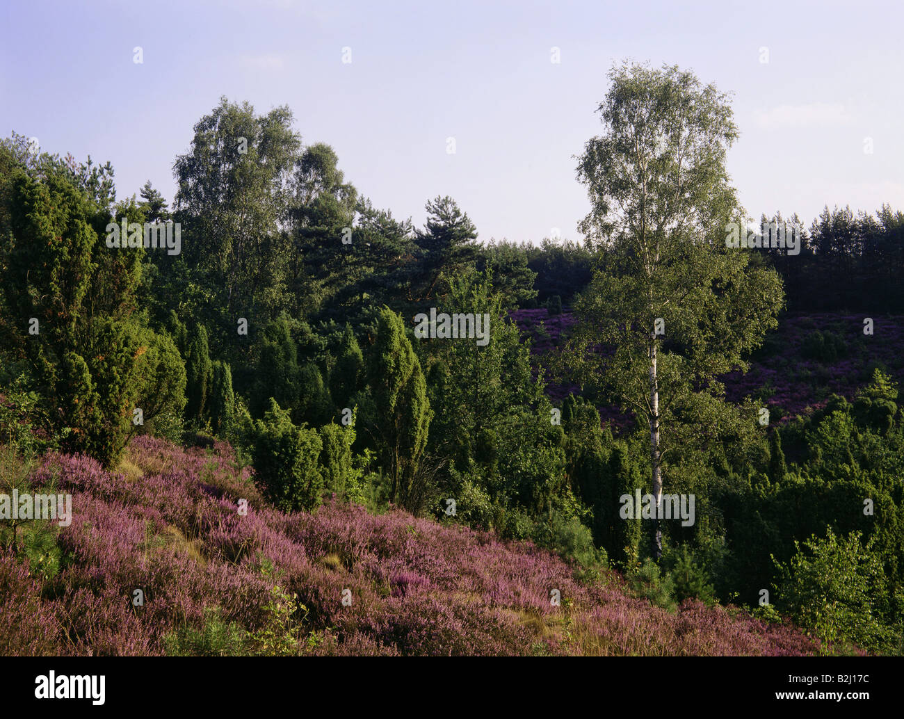 geography / travel, Germany, Lower Saxony, Lüneburg Heath, Luneburg ...