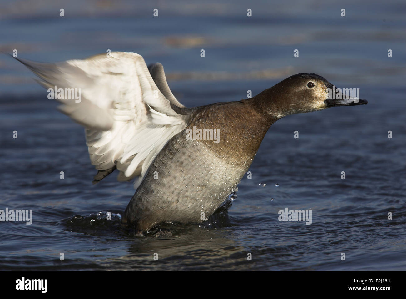 Common diving duck hi-res stock photography and images - Alamy