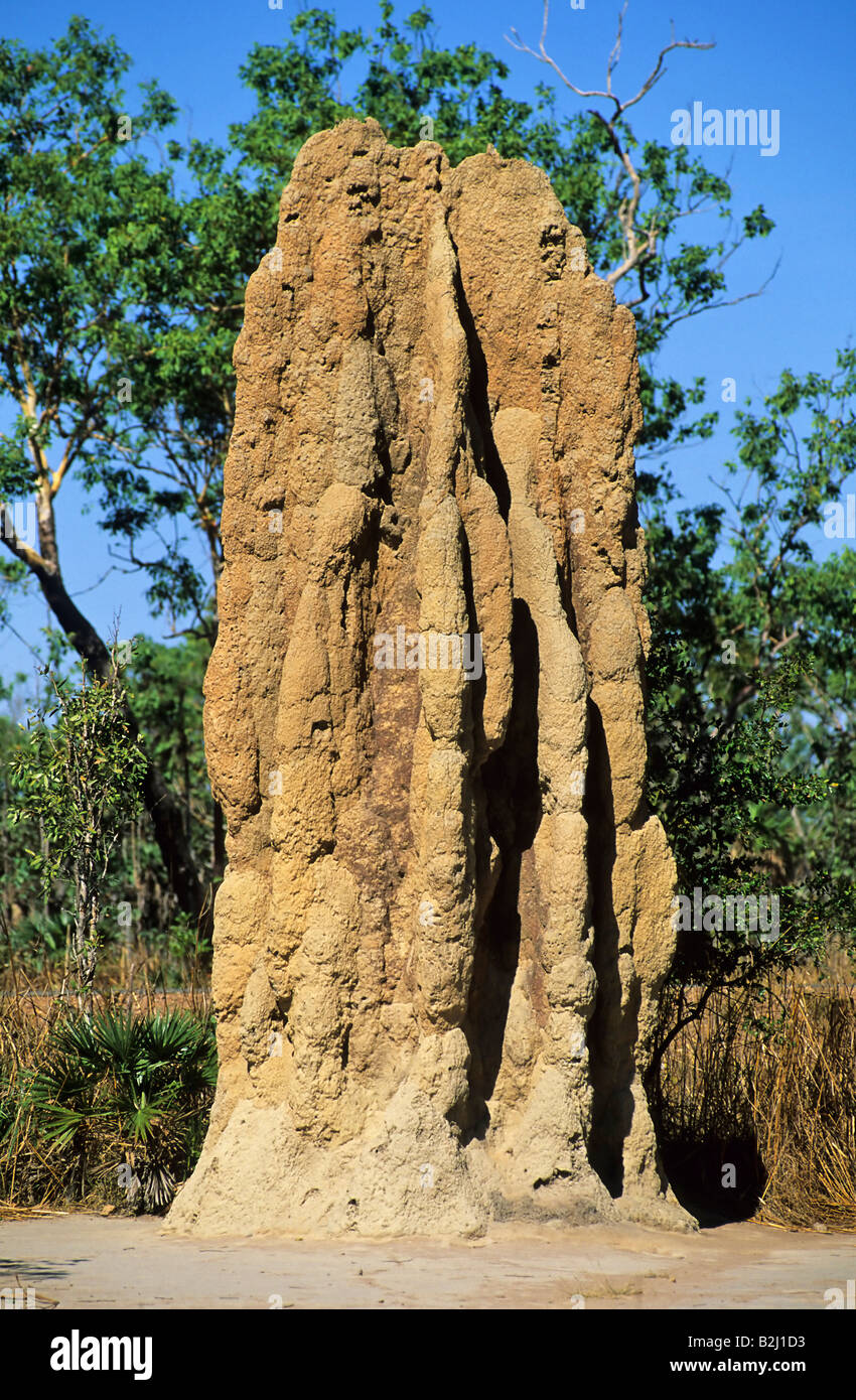 Litchfield National Park NP termite hill Australia termite mound Stock ...