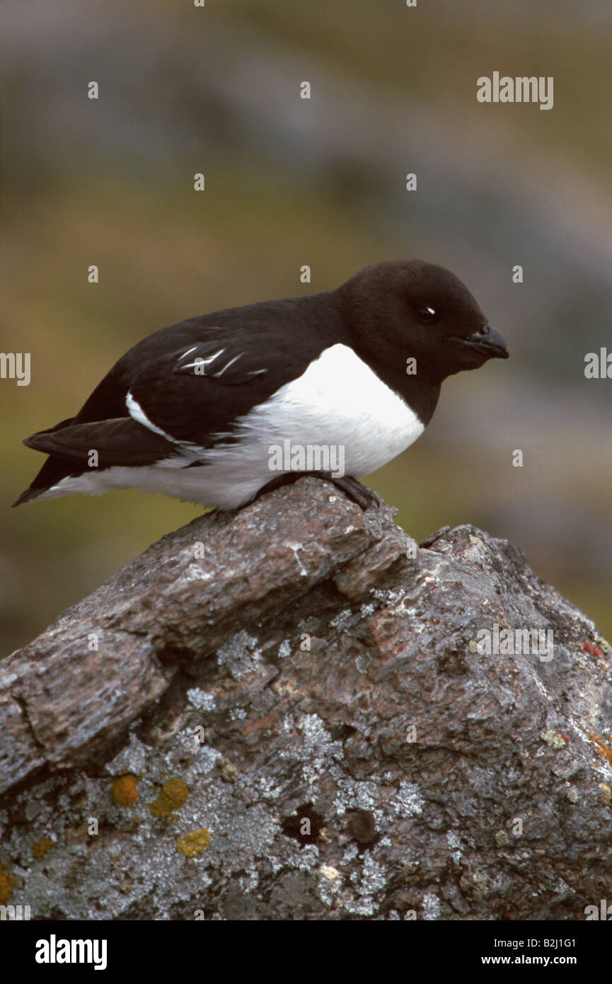 Smallest auk hi-res stock photography and images - Alamy
