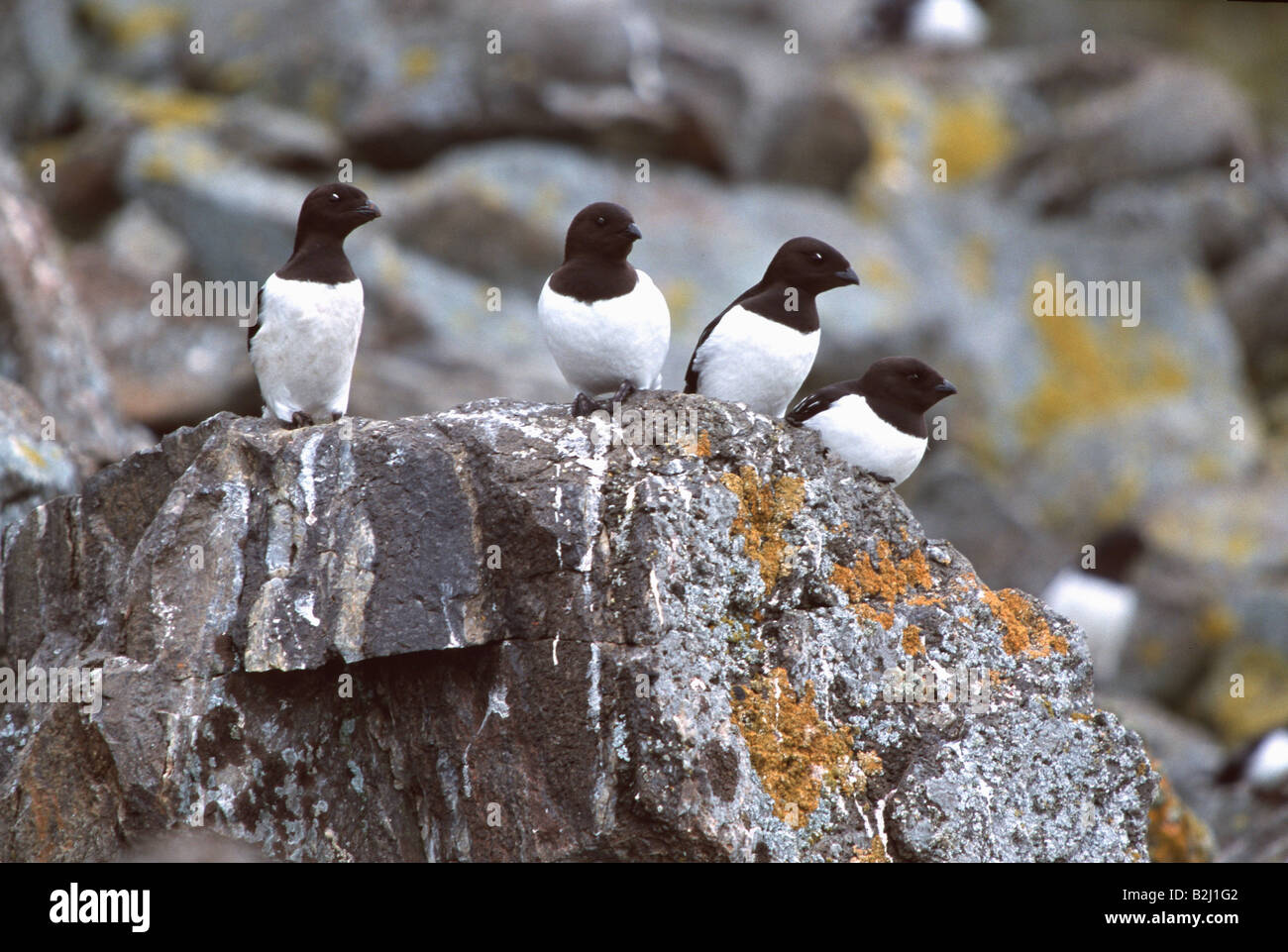 Smallest auk hi-res stock photography and images - Alamy