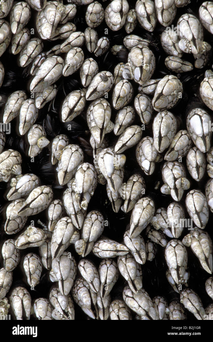 Leaf barnacles hi-res stock photography and images - Alamy