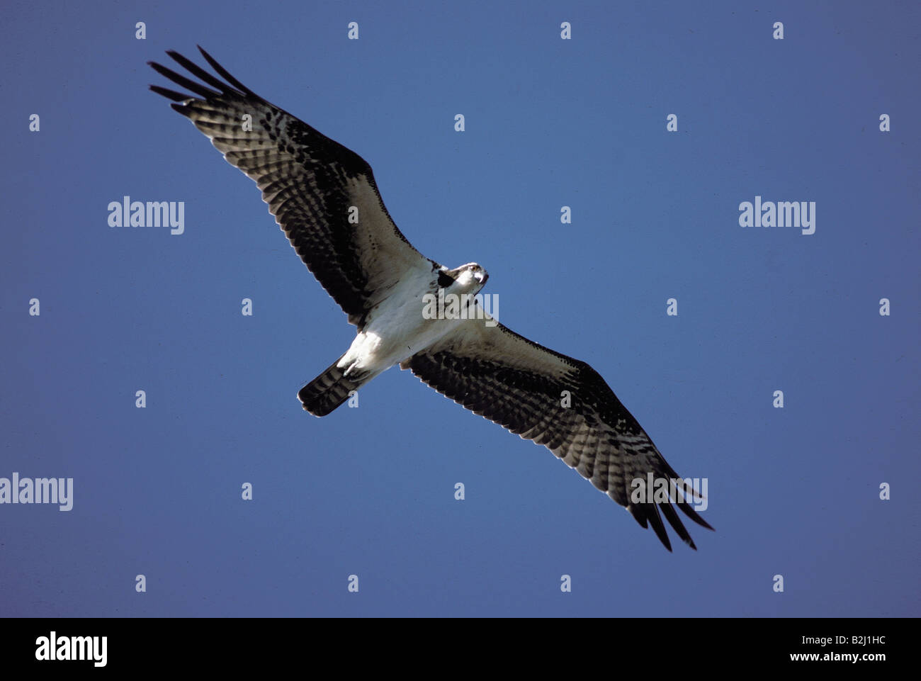 zoology / animals, avian / bird, Pandionidae, Osprey (Pandion haliaetus ...