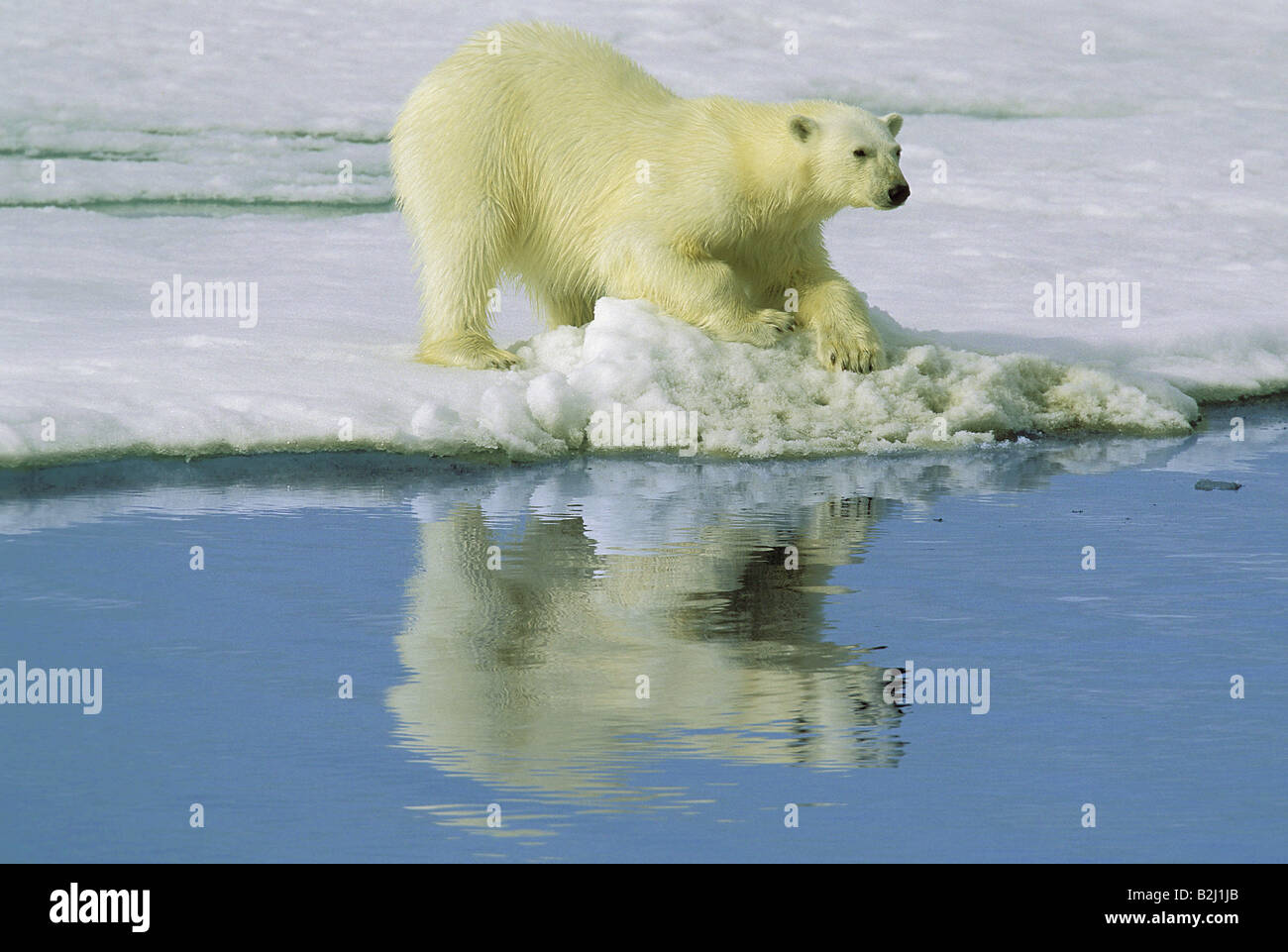 zoology / animals, mammal / mammalian, bears, polar bear, (Ursus ...