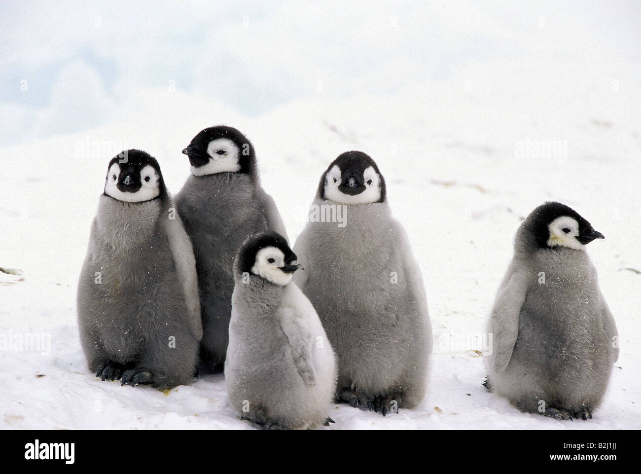 zoology / animals, birds, penguins, Emperor Penguin, (Aptenodytes ...