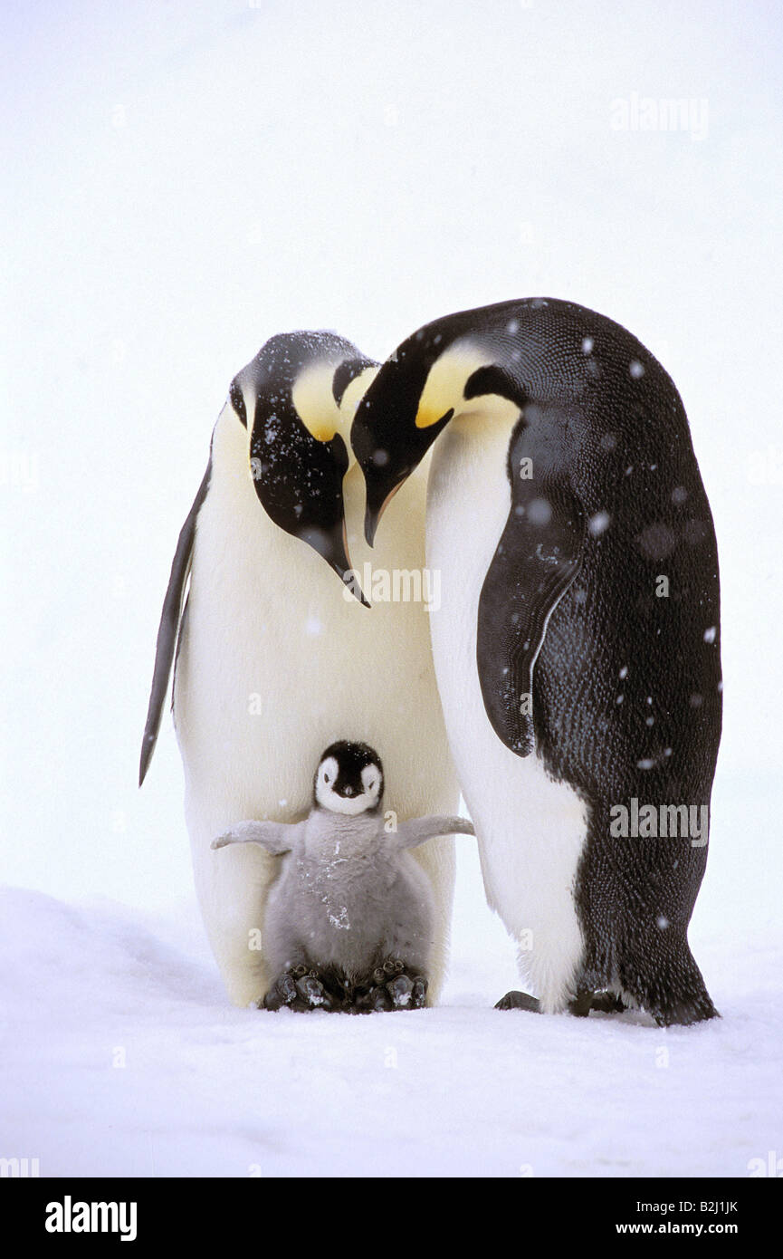 zoology / animals, birds, penguins, Emperor Penguin, (Aptenodytes ...