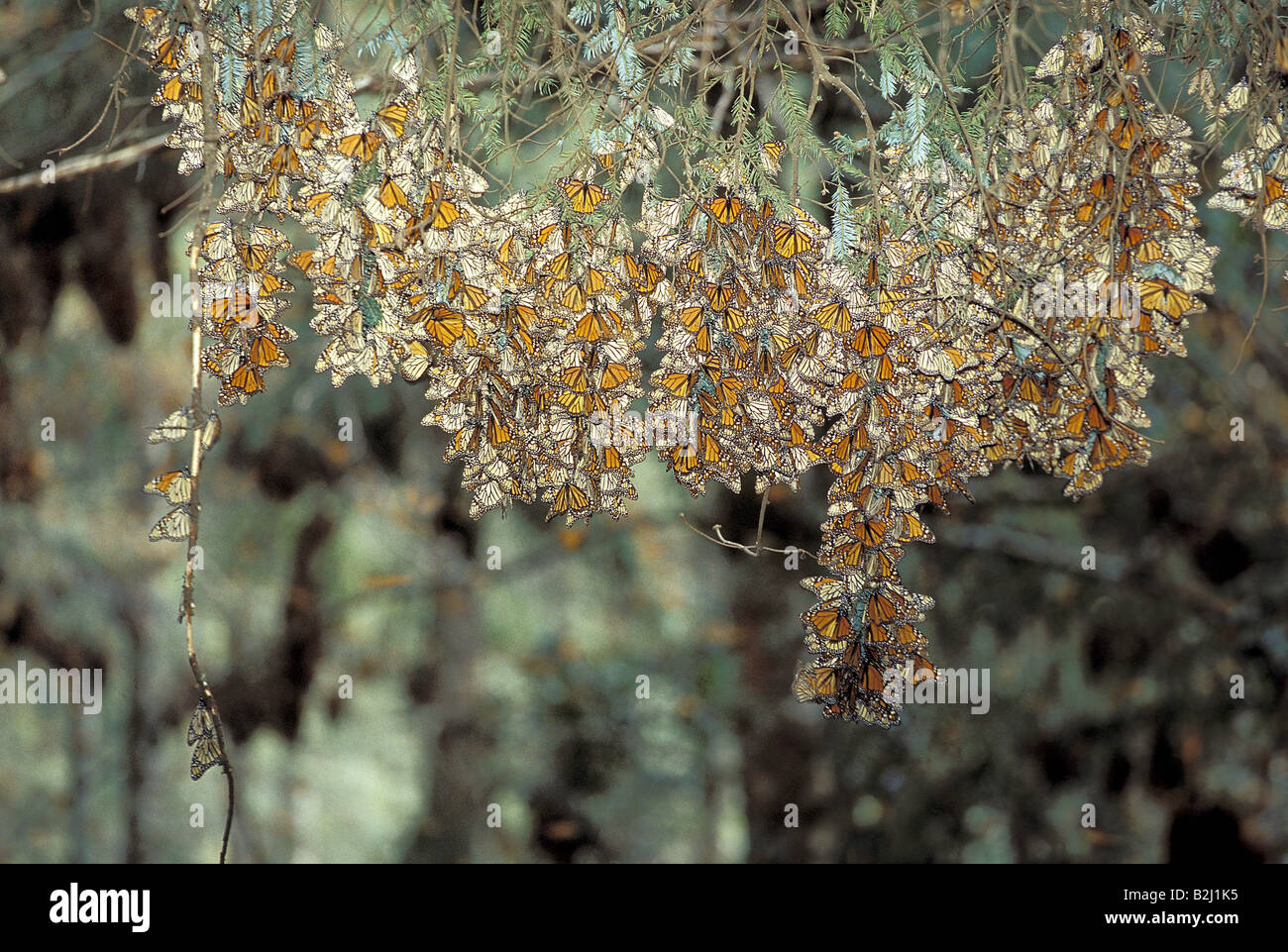 Monarch butterflies swarm hi-res stock photography and images - Alamy
