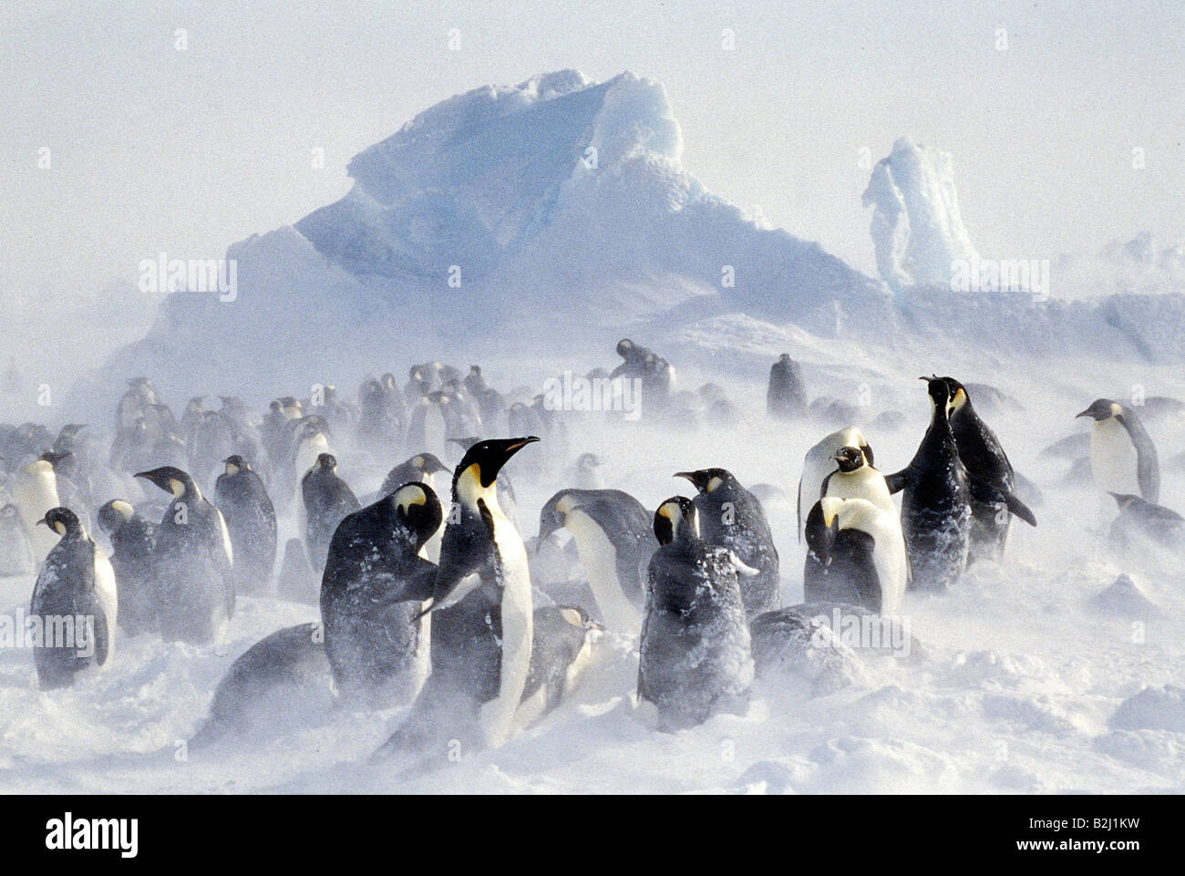 Penguins In A Blizzard