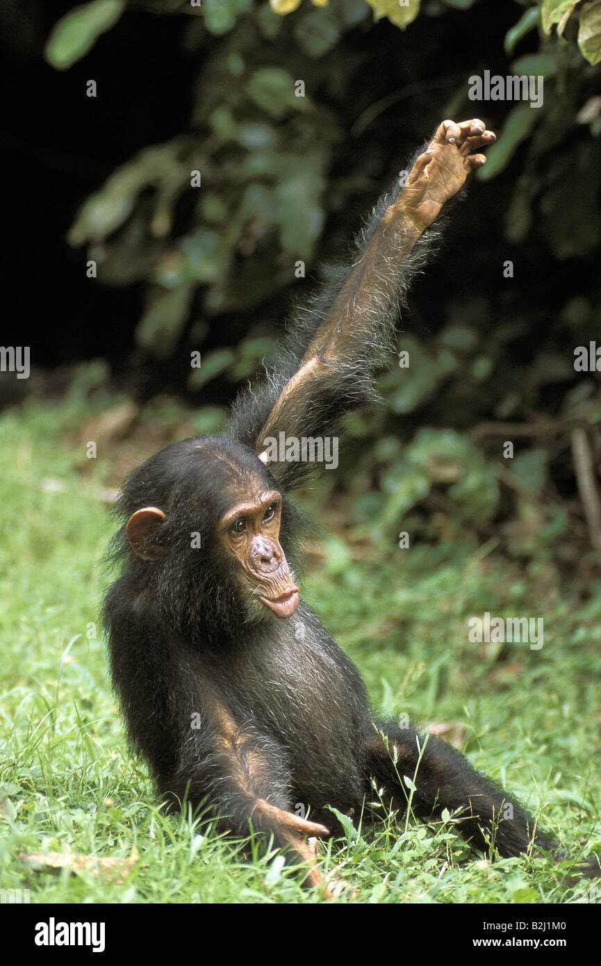 Tan monkey hi-res stock photography and images - Alamy