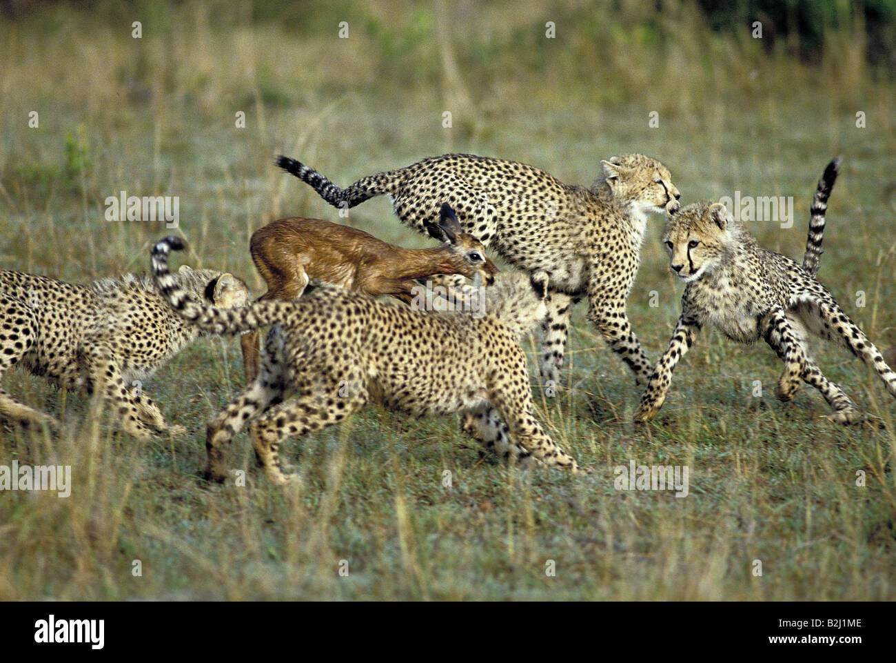 Cheetahs Hunting In Packs
