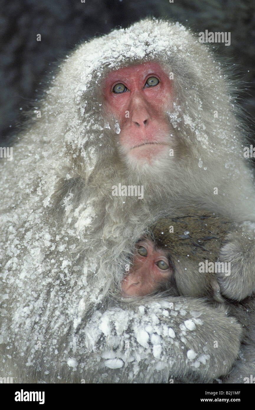 zoology / animals, mammal / mammalian, monkeys, Japanmakak, (Macaca ...