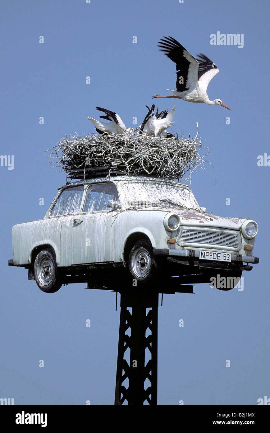 zoology / animals, avian / bird, storks, White Stork, (Ciconia ciconia ...