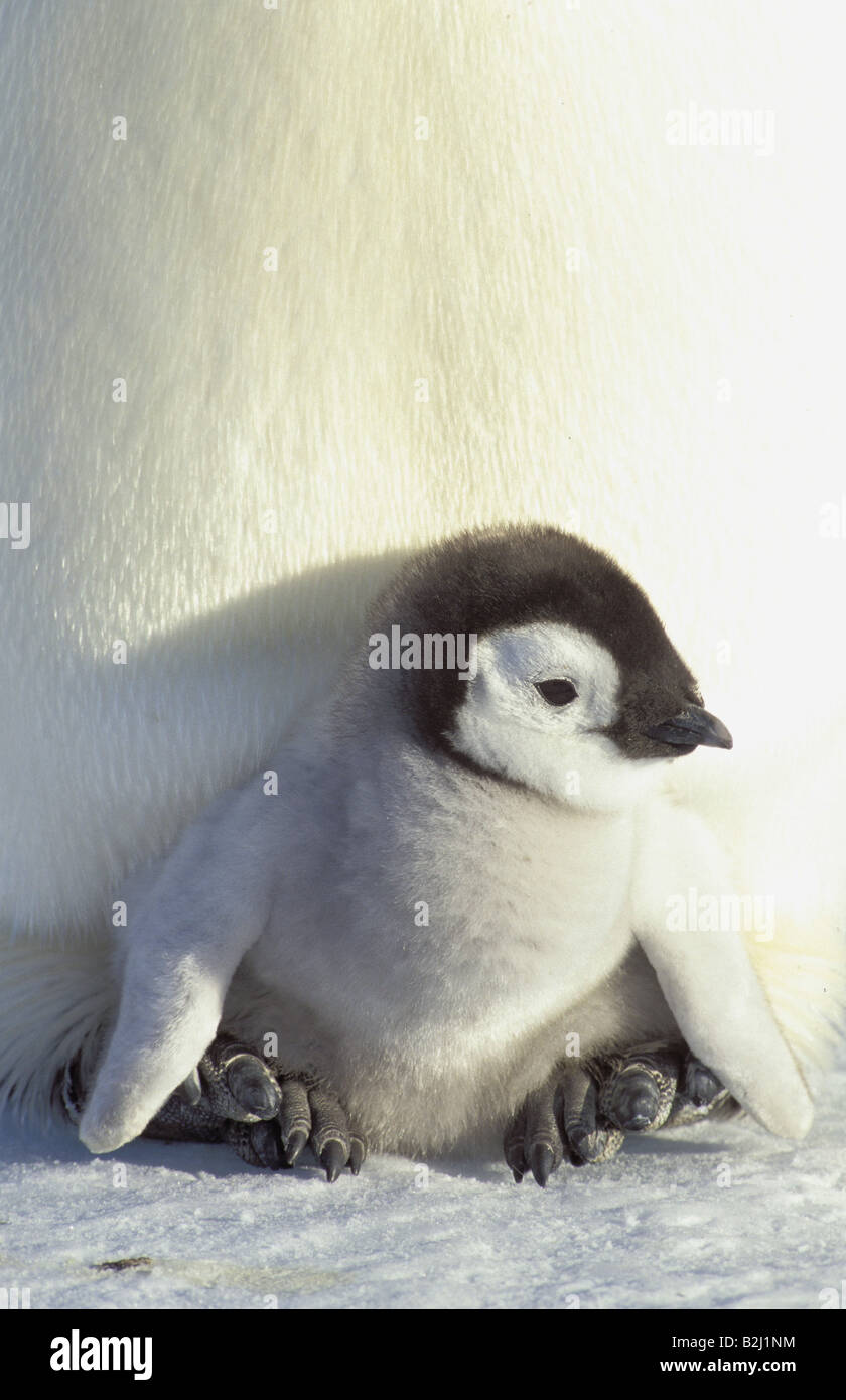 Emperor penguins cub hi-res stock photography and images - Alamy