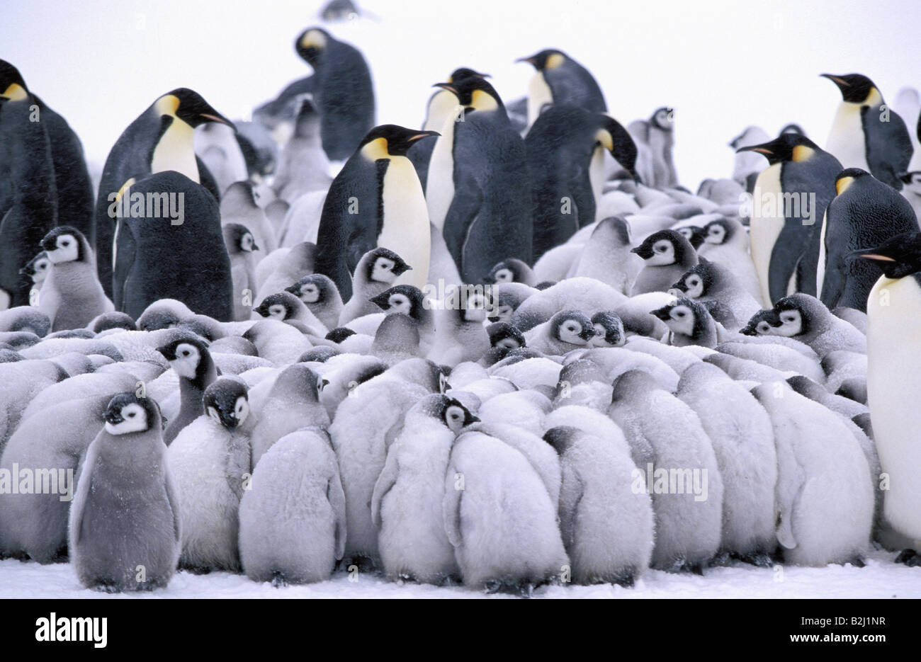 Emperor penguin cubs hi-res stock photography and images - Alamy