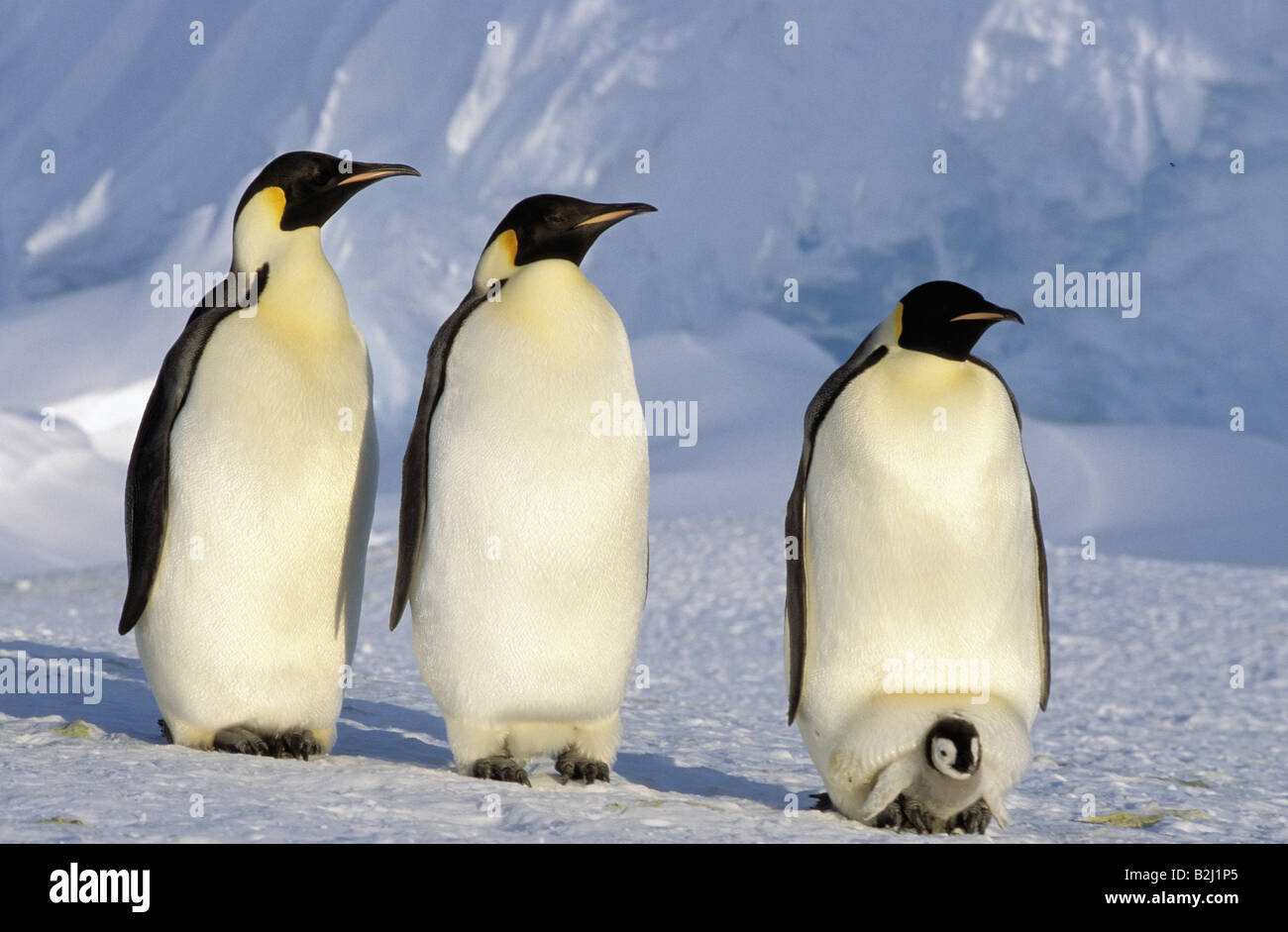 zoology / animals, birds, penguins, Emperor Penguin, (Aptenodytes ...