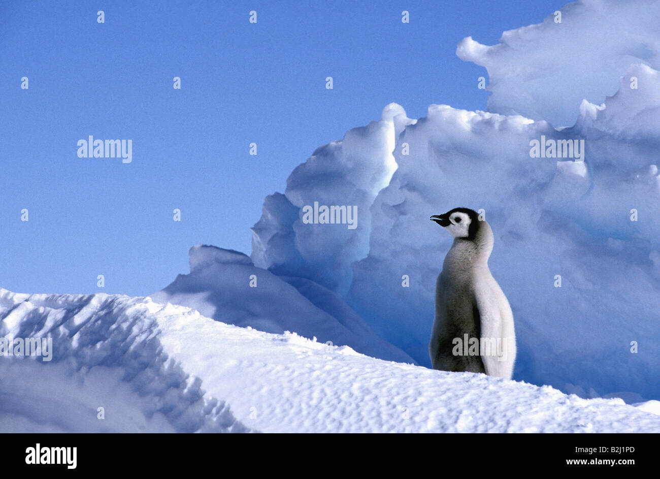 zoology / animals, birds, penguins, Emperor Penguin, (Aptenodytes ...
