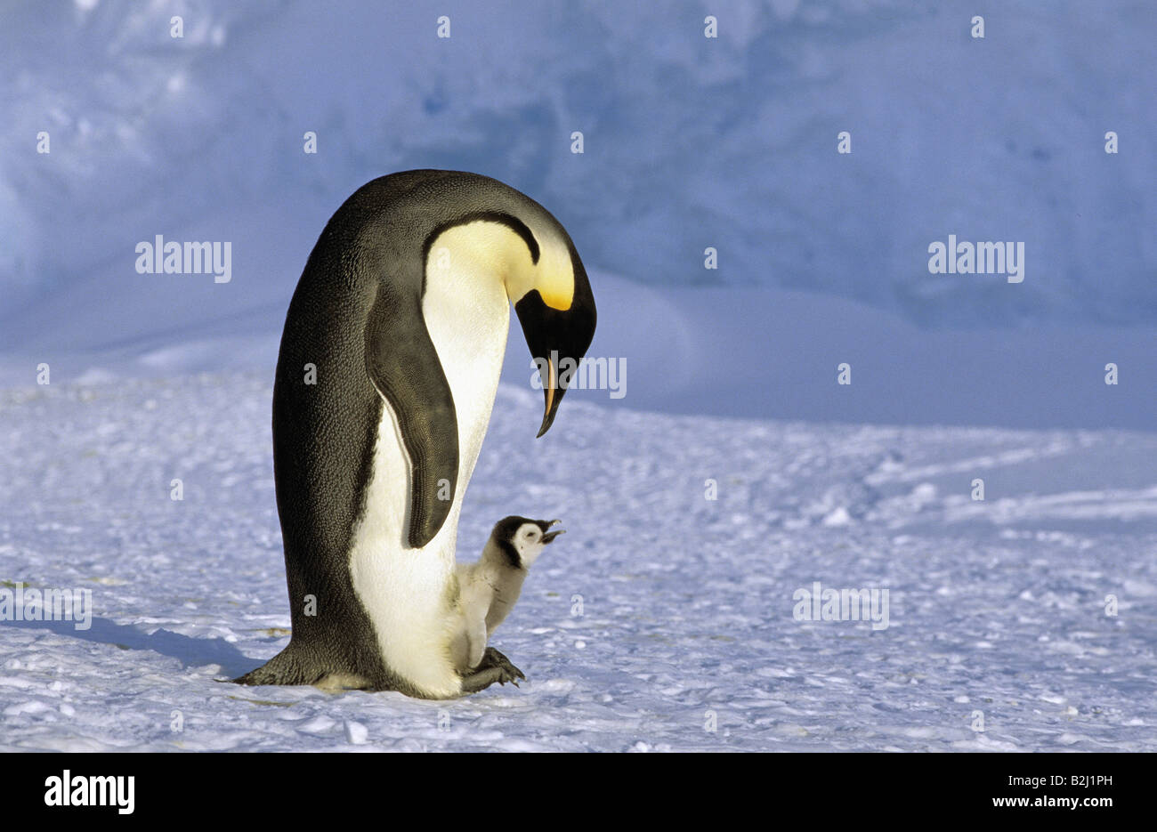 Emperor penguins cub hi-res stock photography and images - Alamy