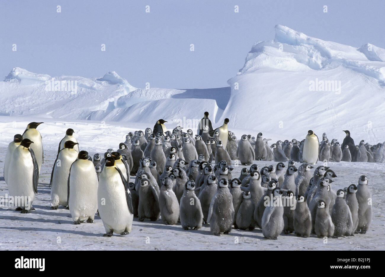 Emperor penguin cubs hi-res stock photography and images - Alamy