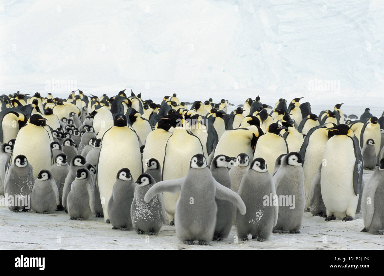 Emperor penguin cubs hi-res stock photography and images - Alamy