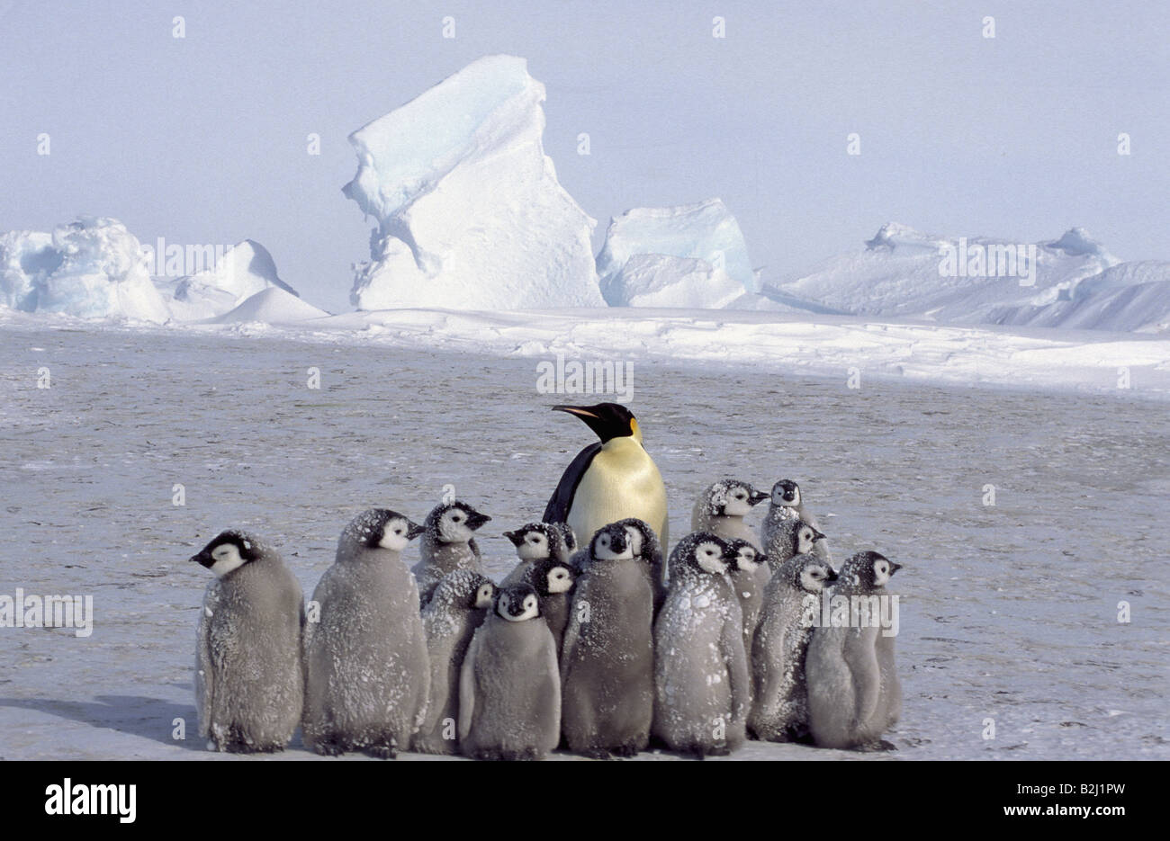 Emperor penguin cubs hi-res stock photography and images - Alamy