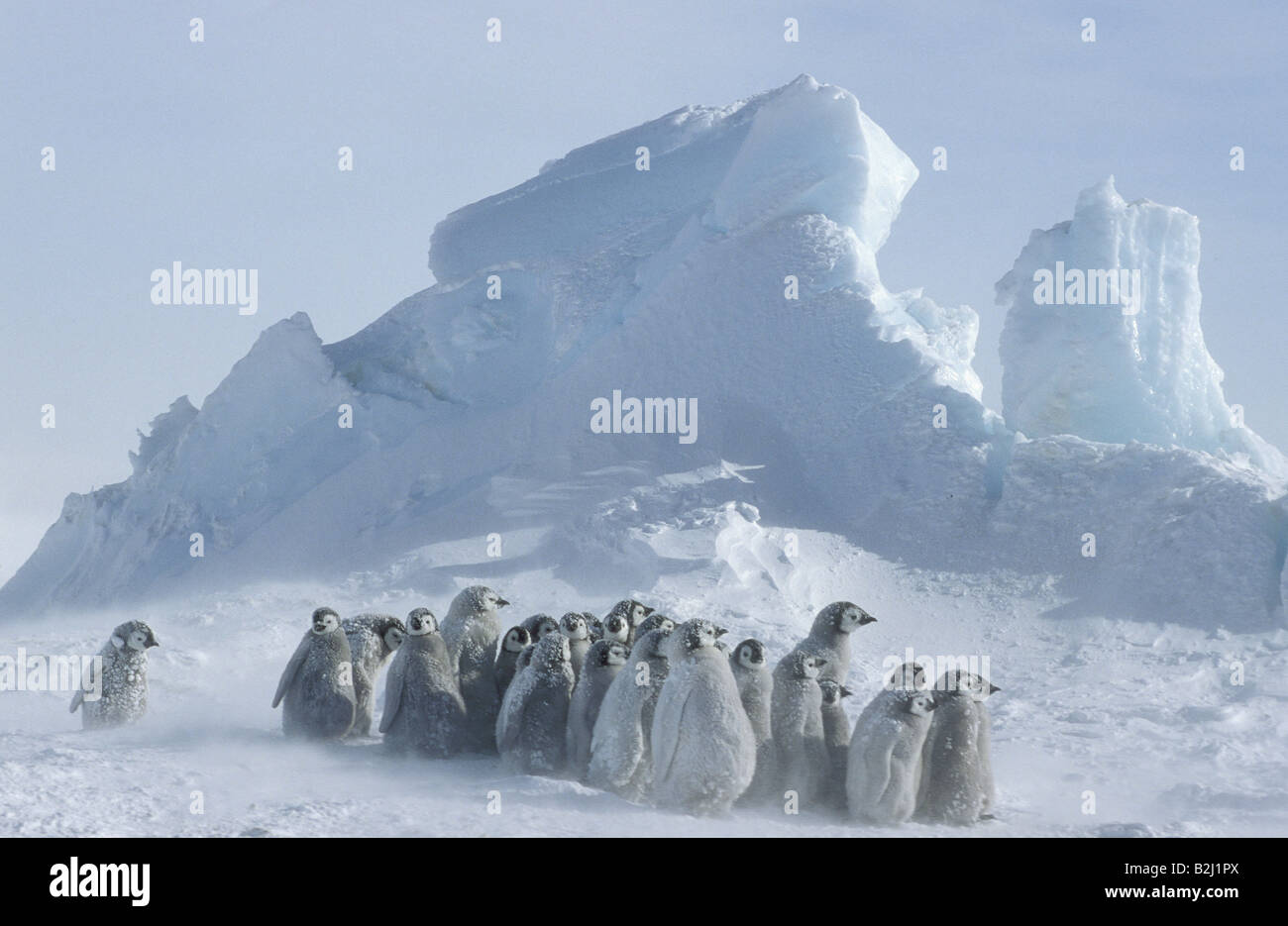 Emperor penguin cubs hi-res stock photography and images - Alamy