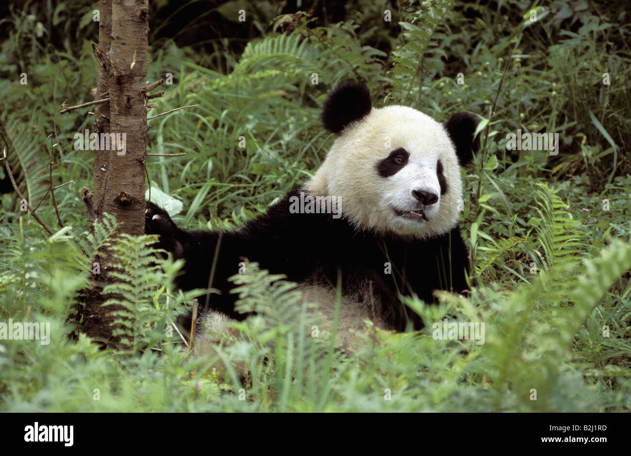 zoology / animals, Ursidae, Giant Panda (Ailuropoda melanoleuca ...