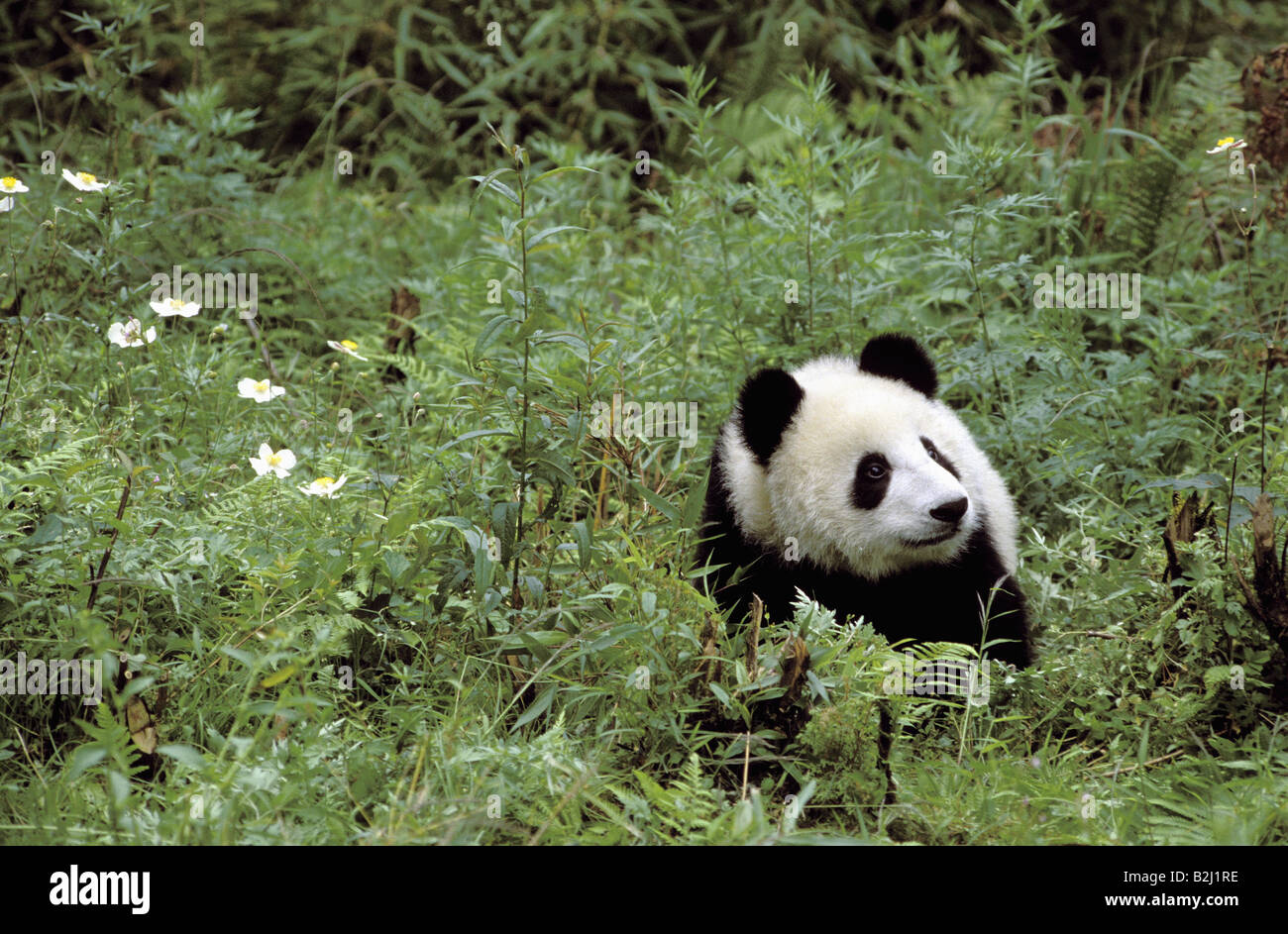 zoology / animals, Ursidae, Giant Panda (Ailuropoda melanoleuca ...