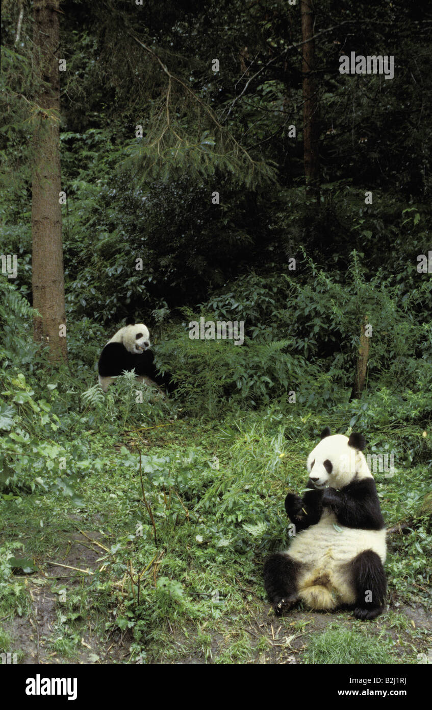Two panda eating bamboo hi-res stock photography and images - Alamy