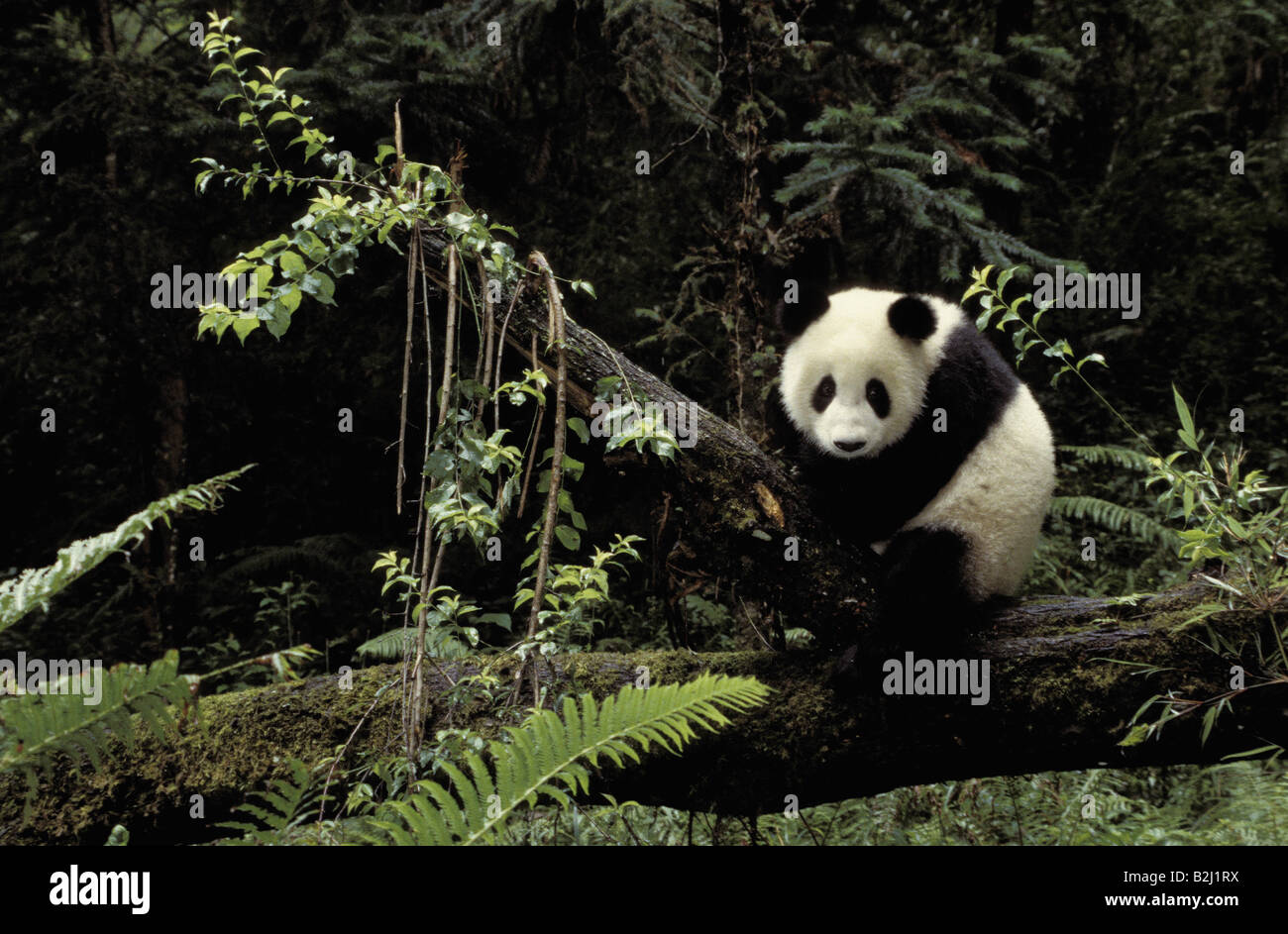 zoology / animals, Ursidae, Giant Panda (Ailuropoda melanoleuca), Panda sitting on bole, Wolong ...