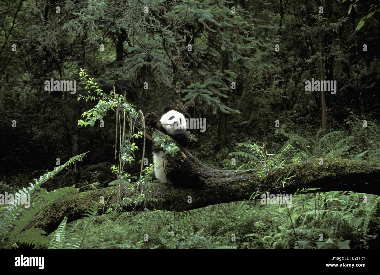 zoology / animals, Ursidae, Giant Panda (Ailuropoda melanoleuca), Panda sitting on bole, Wolong ...