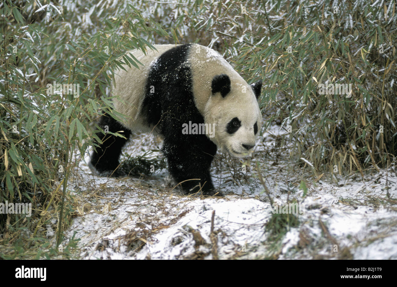 zoology / animals, Ursidae, Giant Panda (Ailuropoda melanoleuca), Panda ...