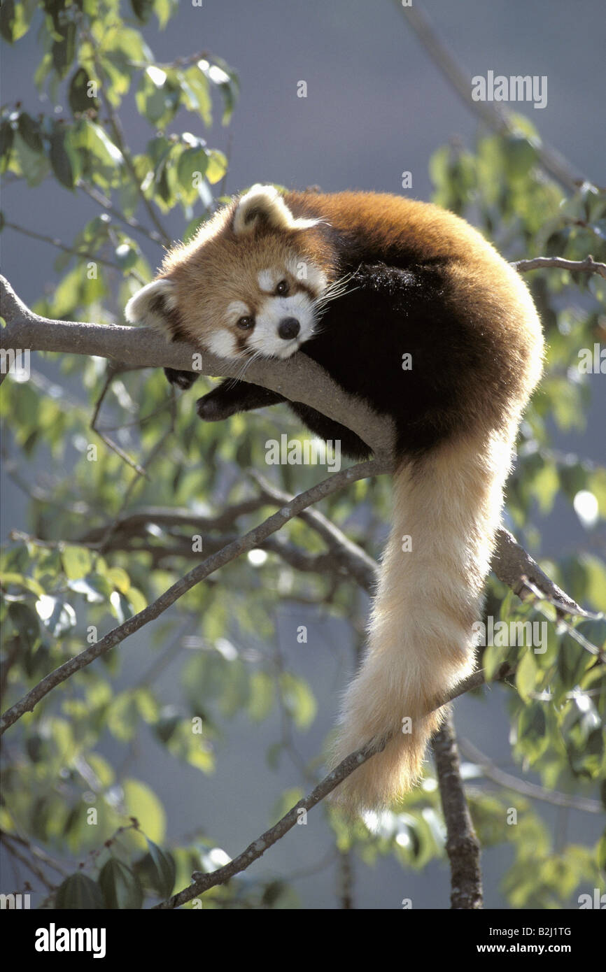 zoology / animals, mammal / mammalian, fire fox, (ailuridae), red panda ...