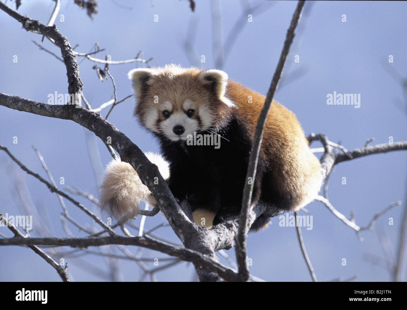 zoology / animals, mammal / mammalian, fire fox, (ailuridae), red panda ...