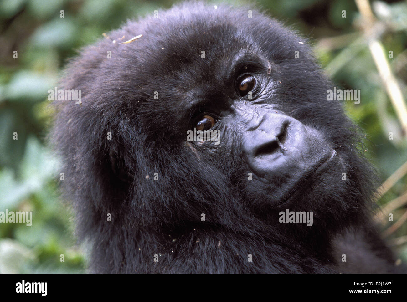zoology / animals, mammal / mammalian, Hominidae, Mountain Gorilla ...