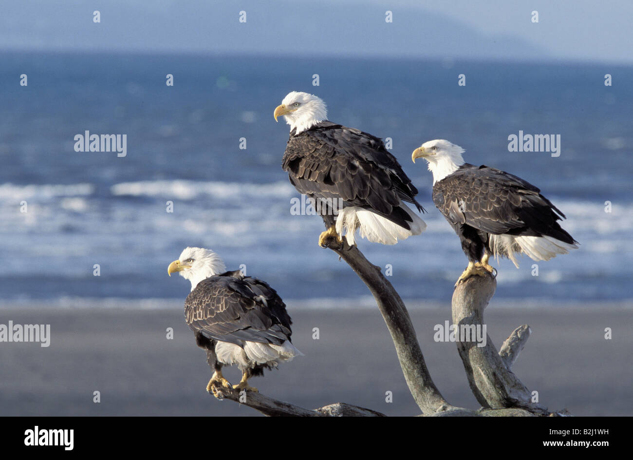 zoology / animals, avian / bird, Accipitridae, Bald Eagle (Haliaeetus ...