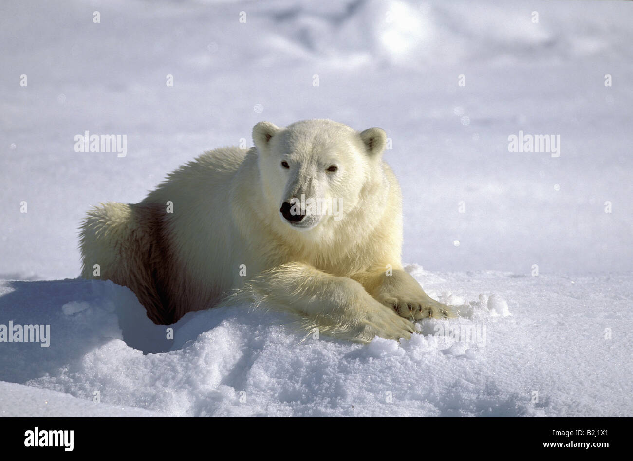 zoology / animals, mammal / mammalian, bears, polar bear, (Ursus ...