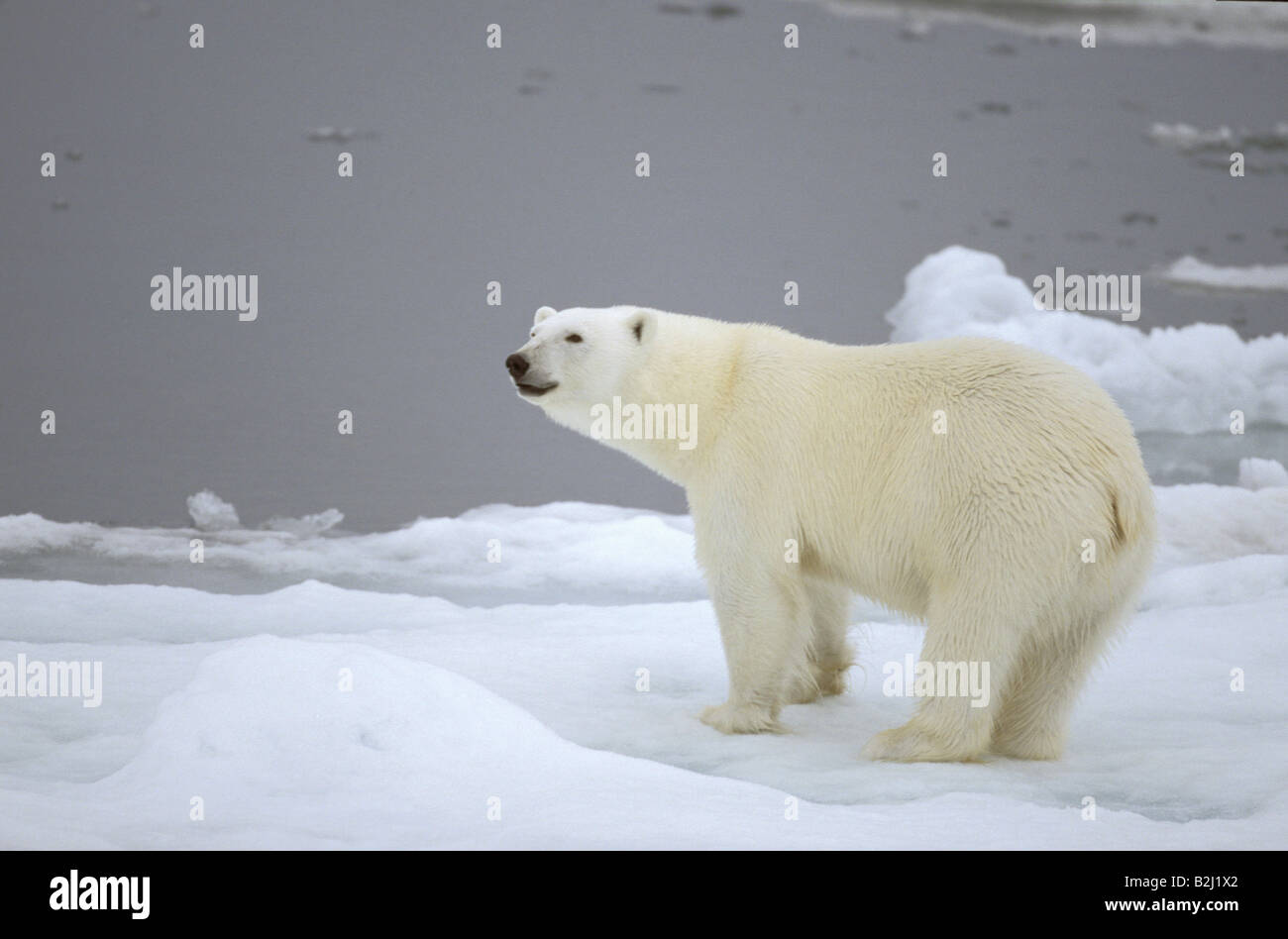 zoology / animals, mammal / mammalian, bears, polar bear, (Ursus ...