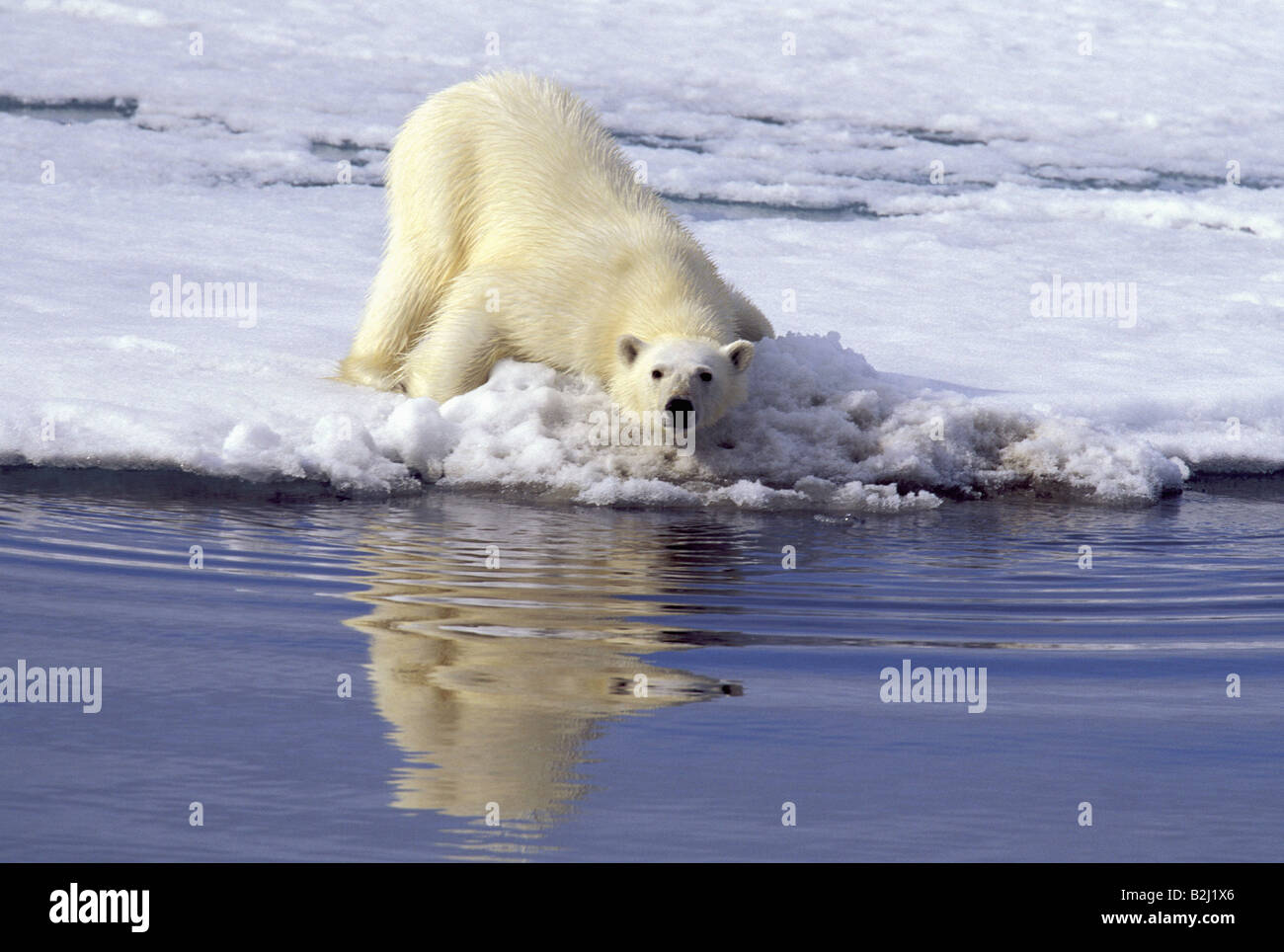 zoology / animals, mammal / mammalian, bears, polar bear, (Ursus ...