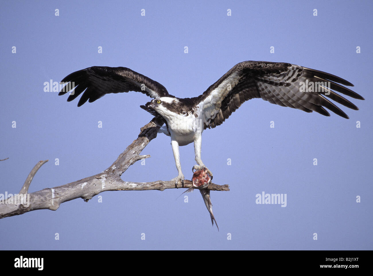 zoology / animals, avian / bird, Pandionidae, Osprey (Pandion haliaetus ...