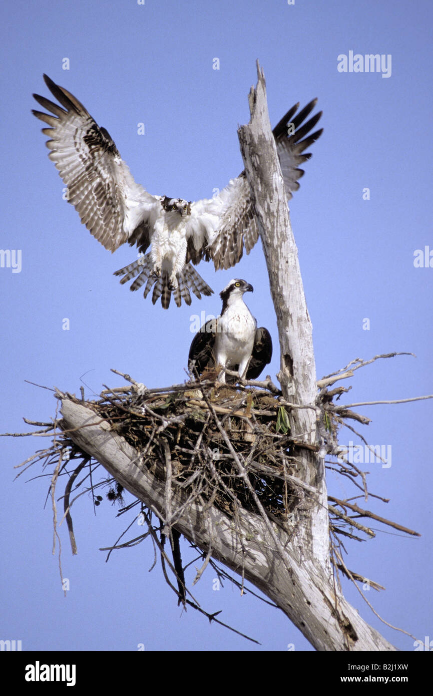 zoology / animals, avian / bird, Pandionidae, Osprey (Pandion haliaetus ...