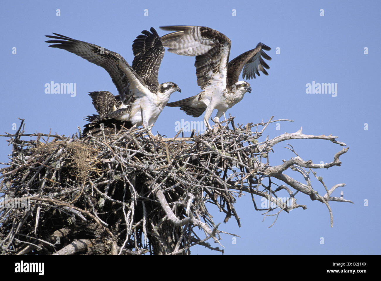zoology / animals, avian / bird, Pandionidae, Osprey (Pandion haliaetus ...