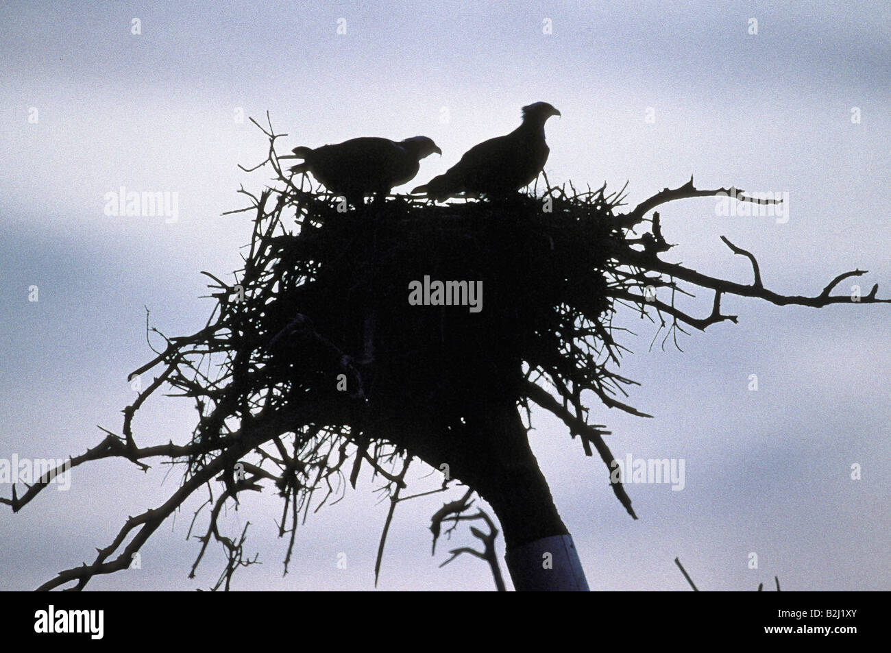 zoology / animals, avian / bird, Pandionidae, Osprey (Pandion haliaetus ...