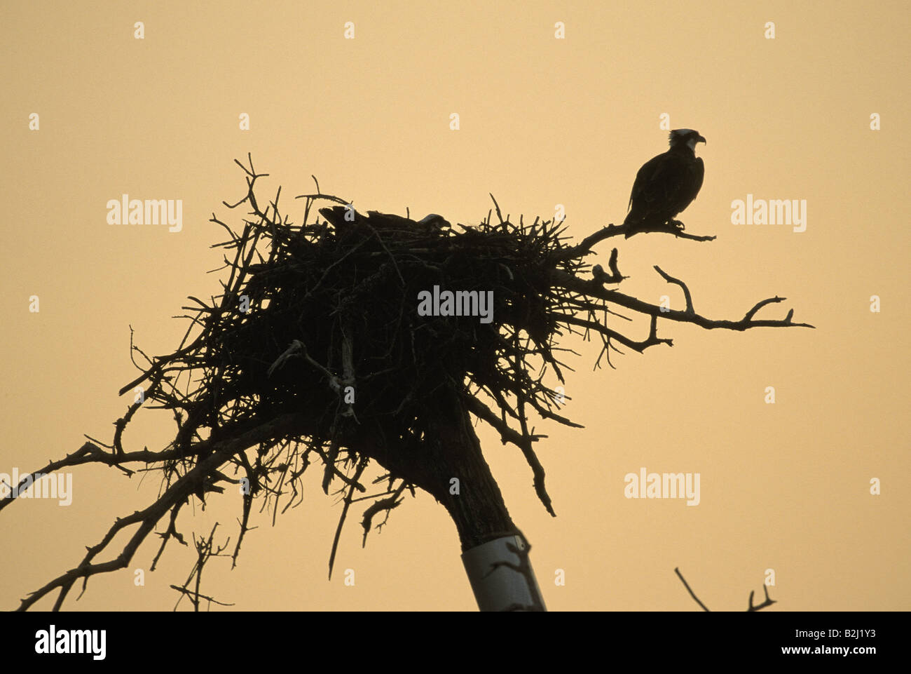 zoology / animals, avian / bird, Pandionidae, Osprey (Pandion haliaetus ...