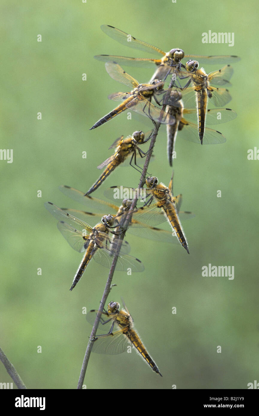 zoology / animals, insect, Four-spotted Chaser, (Libellula ...