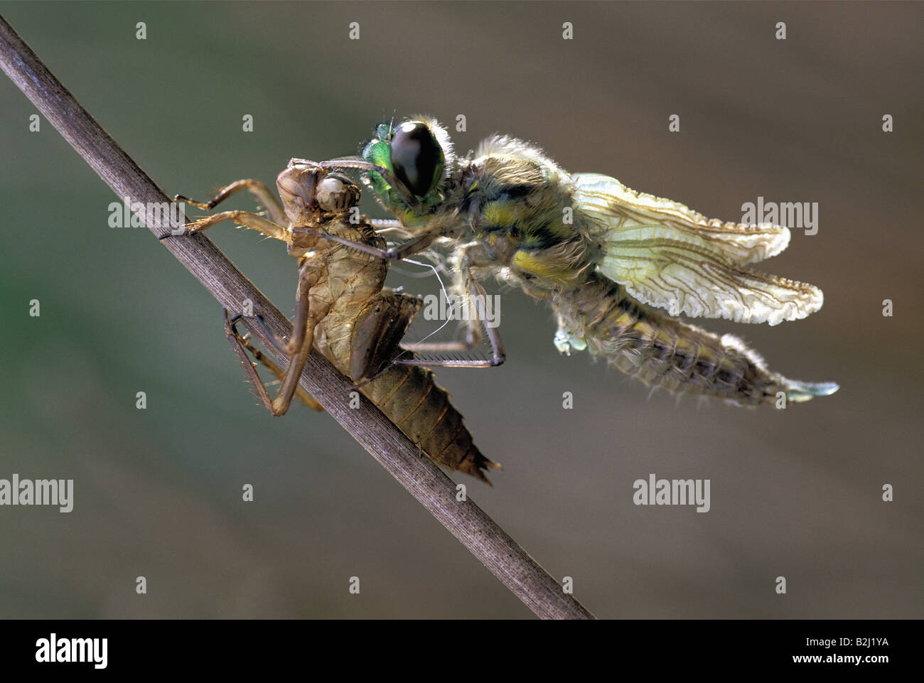 Libellula sp hi-res stock photography and images - Alamy